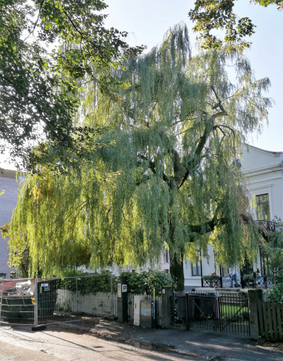 Pilestredet – Oslo byleksikon